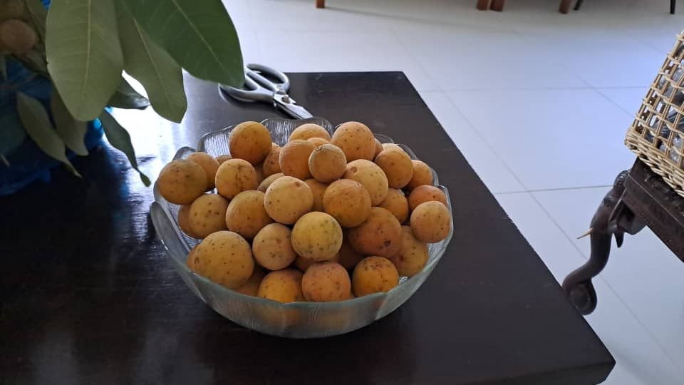 Fruit Trees – My humble house